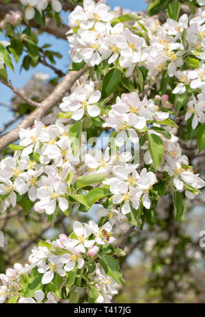 Apple tree branches covered with white flowers Stock Photo - Alamy