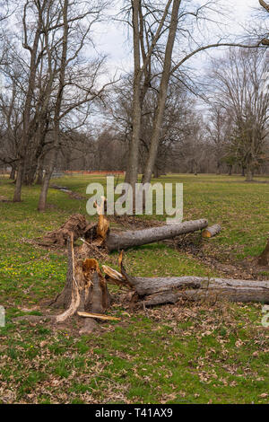 Trees broken from the base of the trunk in Bohemian Switzerland ...