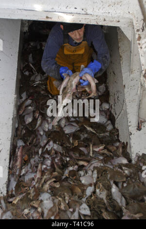Discarded fish On fishing trawler in Irish Sea. 4-man crew work on 1 of ...