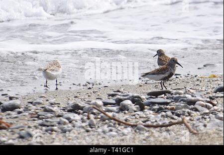 Dunlin & Sanderling 170516 Stock Photo - Alamy