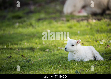 Lamb, alone, on a field with sun Stock Photo - Alamy
