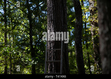 Ladder against a tree Stock Photo: 310110688 - Alamy