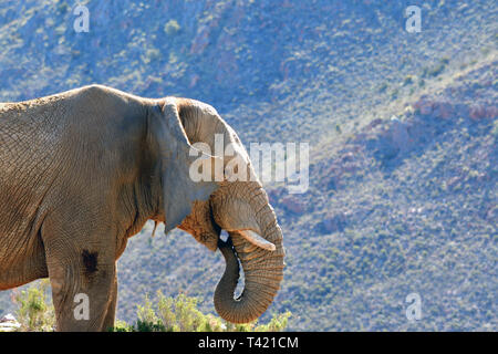 African elephants in the wild Stock Photo - Alamy