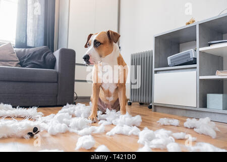 Guilty dog and a destroyed teddy bear at home. Staffordshire terrier ...