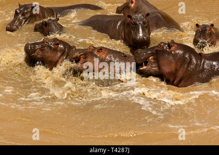Hippos at Talek river, Masai Mara Game Reserve, Kenya Stock Photo - Alamy