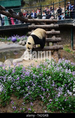 Beijing, Beijing, China. 13th Apr, 2019. Beijing, CHINA-Tulip flowers ...