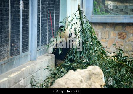 Beijing, Beijing, China. 13th Apr, 2019. Beijing, CHINA-Tulip flowers ...