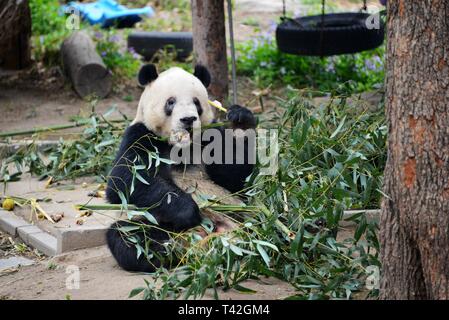 Beijing, Beijing, China. 13th Apr, 2019. Beijing, CHINA-Tulip flowers ...
