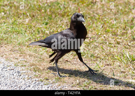 American crow (Corvus brachyrhynchos) near Paurotis Pond in Everglades ...