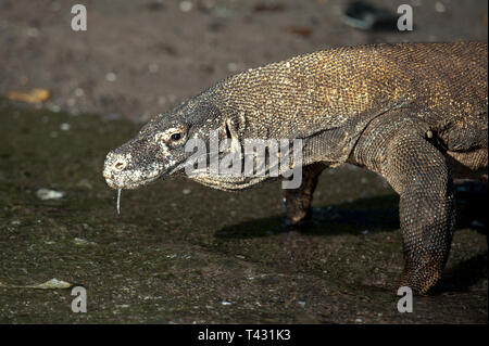 Komodo Dragon drooling on beach, Varanus komodoensis, by water's edge ...
