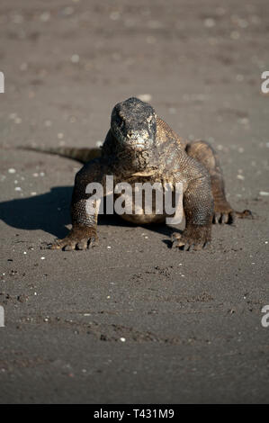 Komodo dragon (Varanus komodoensis) with saliva dripping from mouth ...