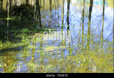 small puddle in city park at spring Stock Photo - Alamy