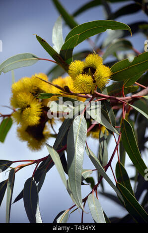 Vibrant yellow flowers of the mallee gum tree Eucalyptus erythrocorys ...