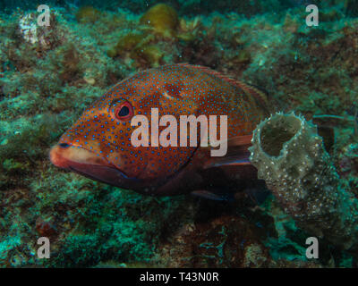 Cephalopholis fulva - Coney Grouper fish underwater Caribbean Sea in ...