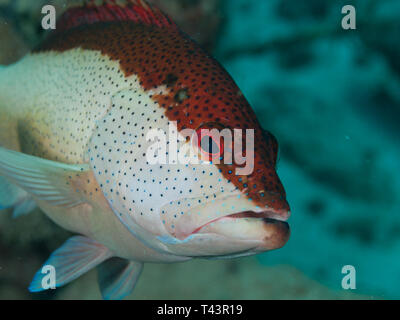 Coney Grouper, Cephalopholis fulva., EPINEPHELUS FULVUS, Los Roques ...