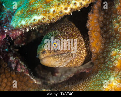Gymnothorax miliaris, the goldentail moray or conger moray, is a ...