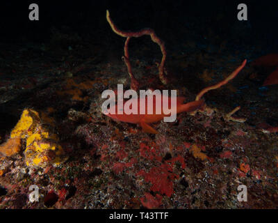 Coney Fish (Cephalopholis fulva) tropical reef fish, Saba, Caribbean ...