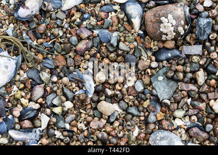Blue mussels and Common Periwinkles washed up on the shore at Northeast ...