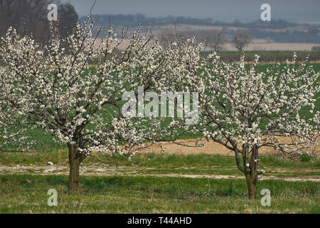 Plum tree blooming Flourishing fruit trees in spring Stock Photo - Alamy