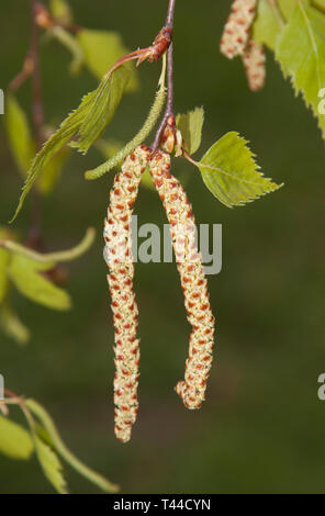 BIRCHTREE CATKINS at spring Stock Photo - Alamy