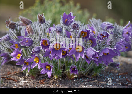 Pasque flowers flourishing Pulsatilla halleri subspecies slavica Stock ...
