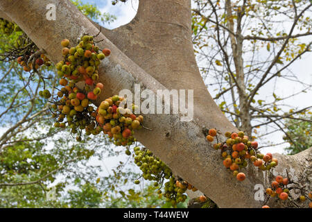 Fruit growing from the trunk of a ficus (fig) tree in Queensland's ...