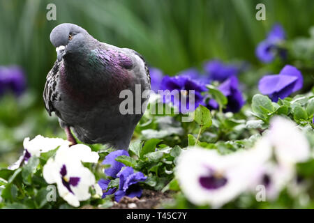Friedrichshafen, Germany. 14th Apr, 2019. A dove walks through the rain ...