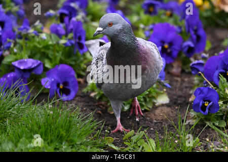 Friedrichshafen, Germany. 14th Apr, 2019. A dove walks through the rain ...