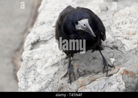 Curious common raven facing camera isolated on white background Stock ...
