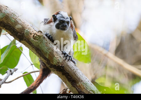 Geoffrey's Tamarin Saguinus geoffroyi Panama Stock Photo - Alamy