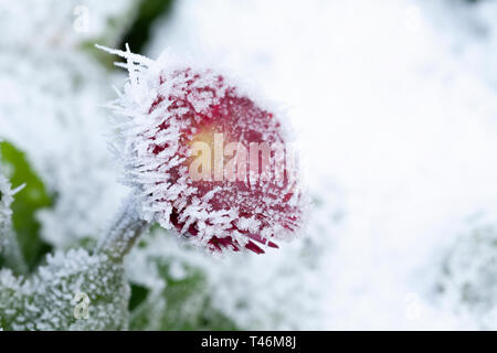 Flower Daisy covered with frost in the autumn Stock Photo - Alamy