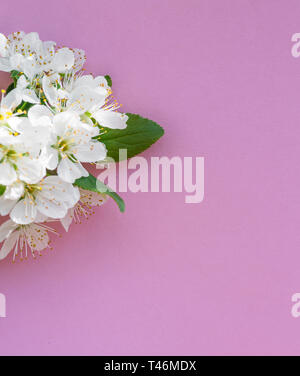 Violet paper blank and flowers of cherry tree on it Stock Photo - Alamy