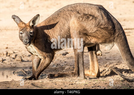 Male Common Wallaroo (Macropus robustus), NSW, Australia Stock Photo ...