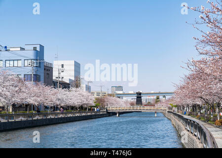 Shinkawa 1000 sakura, Edogawa-Ku, Tokyo, Japan Stock Photo - Alamy