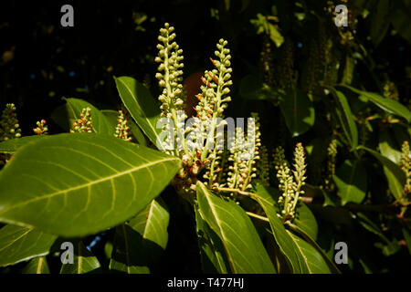 cherry-laurel (Prunus laurocerasus 'Rotundifolia', Prunus laurocerasus ...
