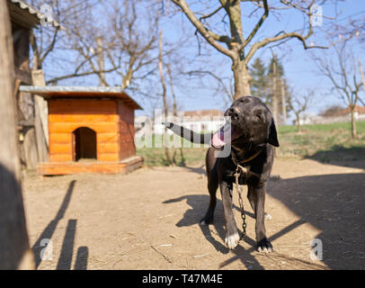 Female guard dog by the doghouse Stock Photo - Alamy