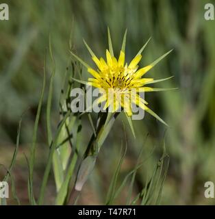 Tragopogon dubius; Yellow Salsify; Asteraceae; Sunflower; wildflowers ...
