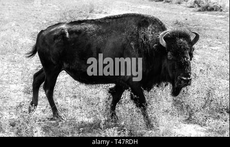 Beefalo, also cattalo or American hybrid, hybrid of North American ...
