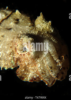 Hooded Cuttlefish (Sepia prashadi). Taking in Red Sea, Egypt Stock ...