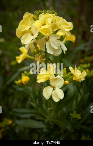 Close-up yellow wallflower with green background in garden setting ...