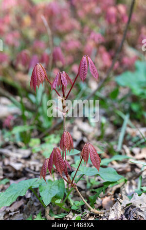 Aesculus parviflora, Dwarf Buckeye, in autumn Stock Photo - Alamy