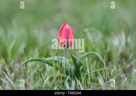 Red wild tulip in the steppe, Shrenk tulip, rare tulip, beautiful ...