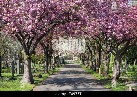 Beautiful blossom trees forming an arched canopy at St Mary's in ...