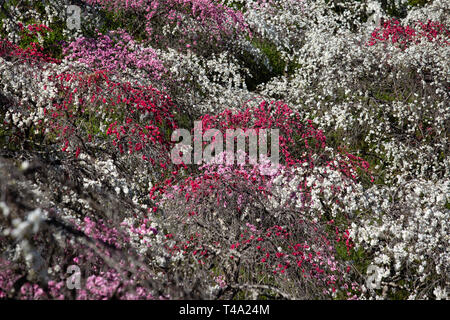 A view of the weeping peach trees. Approximately 3000 weeping peaches ...