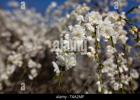 A view of the weeping peach trees. Approximately 3000 weeping peaches ...