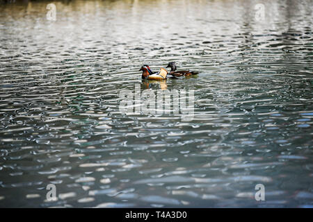 (190415) -- HARBIN, April 15, 2019 (Xinhua) -- Photo taken on April 15 ...