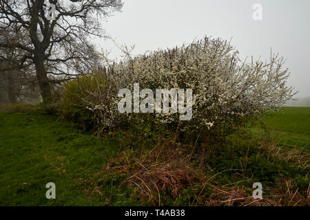 Blooming hedgerow in the Kent farming countryside. kent, England ...