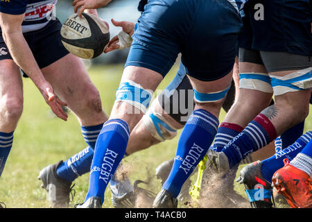 Rugby union player grips the ball to pass it on Stock Photo - Alamy