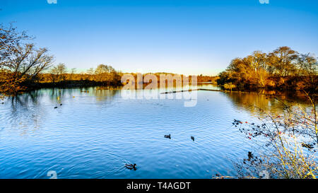 Westham Island - Alaksen National Wildlife Area and Pacific Wildlife ...