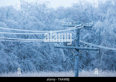 freezing rain on electric pole and wire, Montreal, 9 April, 2019 Stock ...
